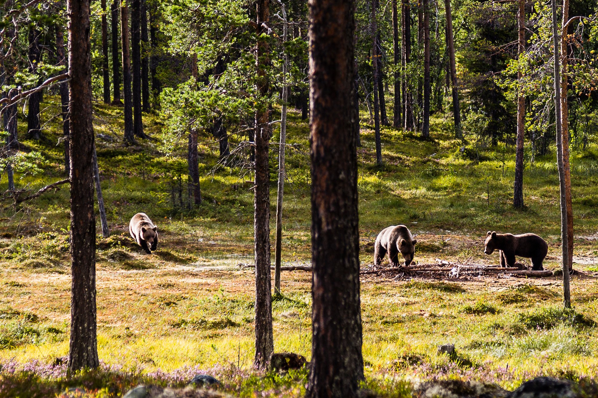 Wildlife and brown bear spotting | Lofsdalen